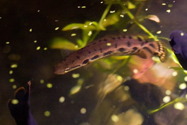 Unearthing Gollum: A New Species of Snakehead - Shoal