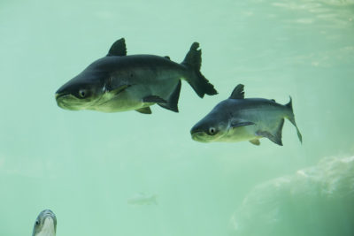 Five of the most incredible migratory fish - Shoal