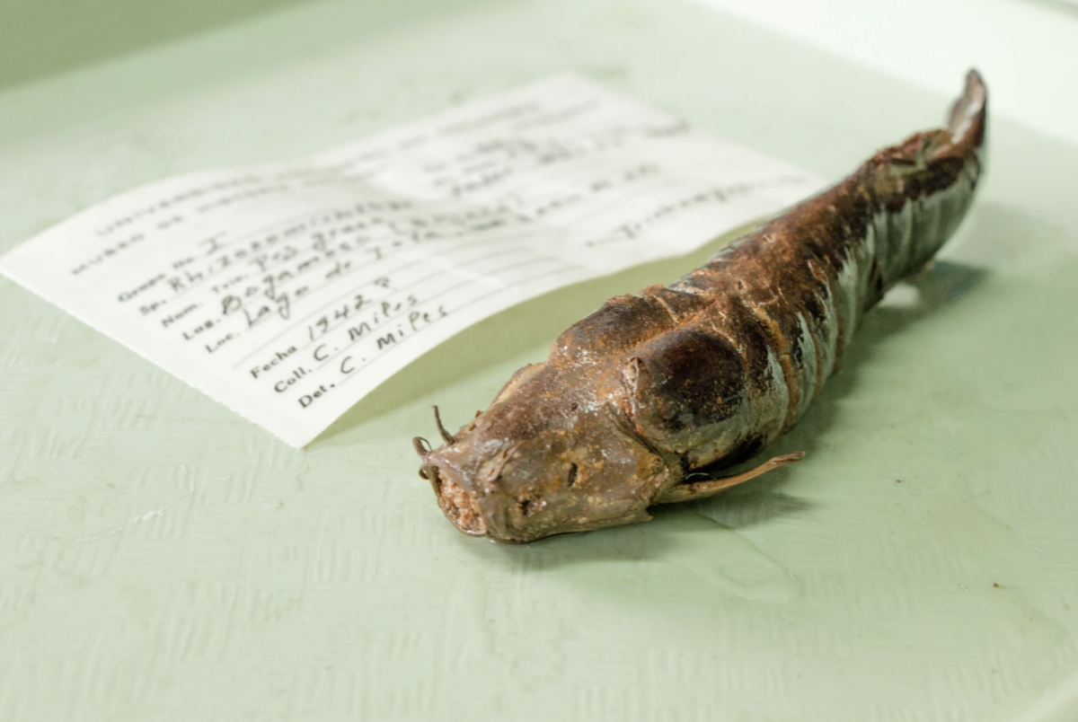 Fund the search for the fat catfish - Shoal