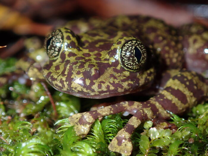 Let’s talk about the critically endangered Table Mountain ghost frog