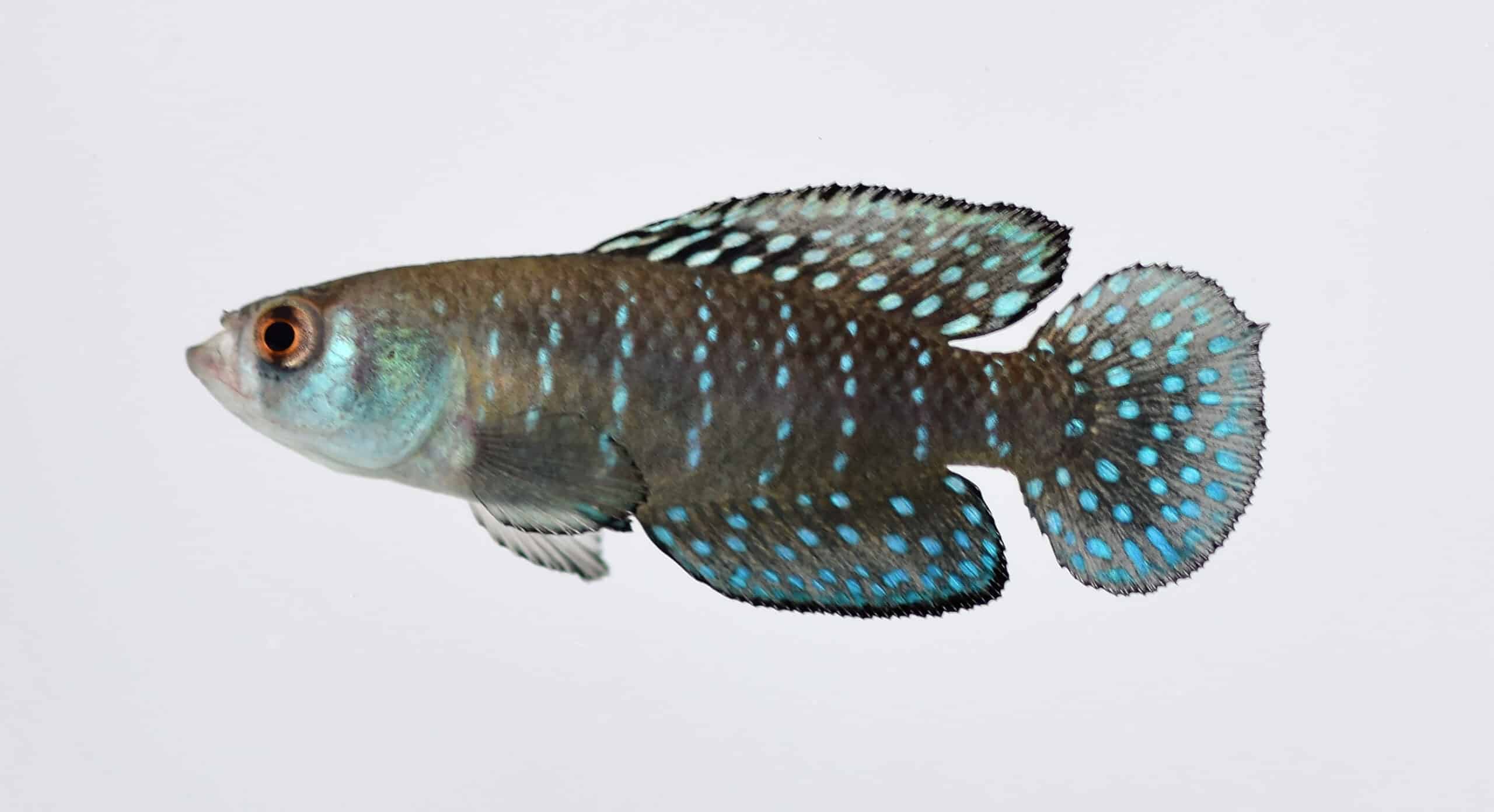 New Species 2022 report released on World Wildlife Day