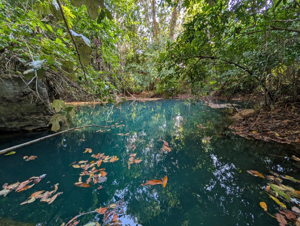 ‘The planet will never see this species again’ - the fight to save ...