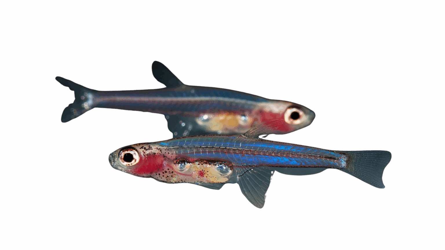 Tiny Fishes: the miniature marvels that slip through the net.