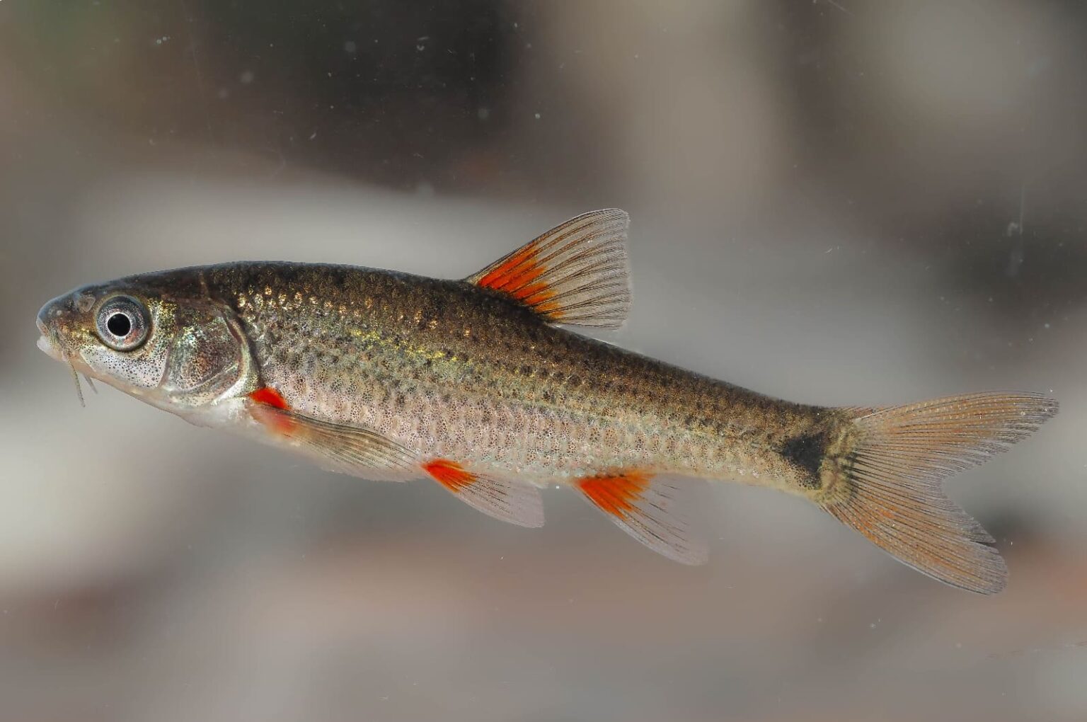 Saving South Africa’s rarest freshwater fish at the tip of Africa - Shoal