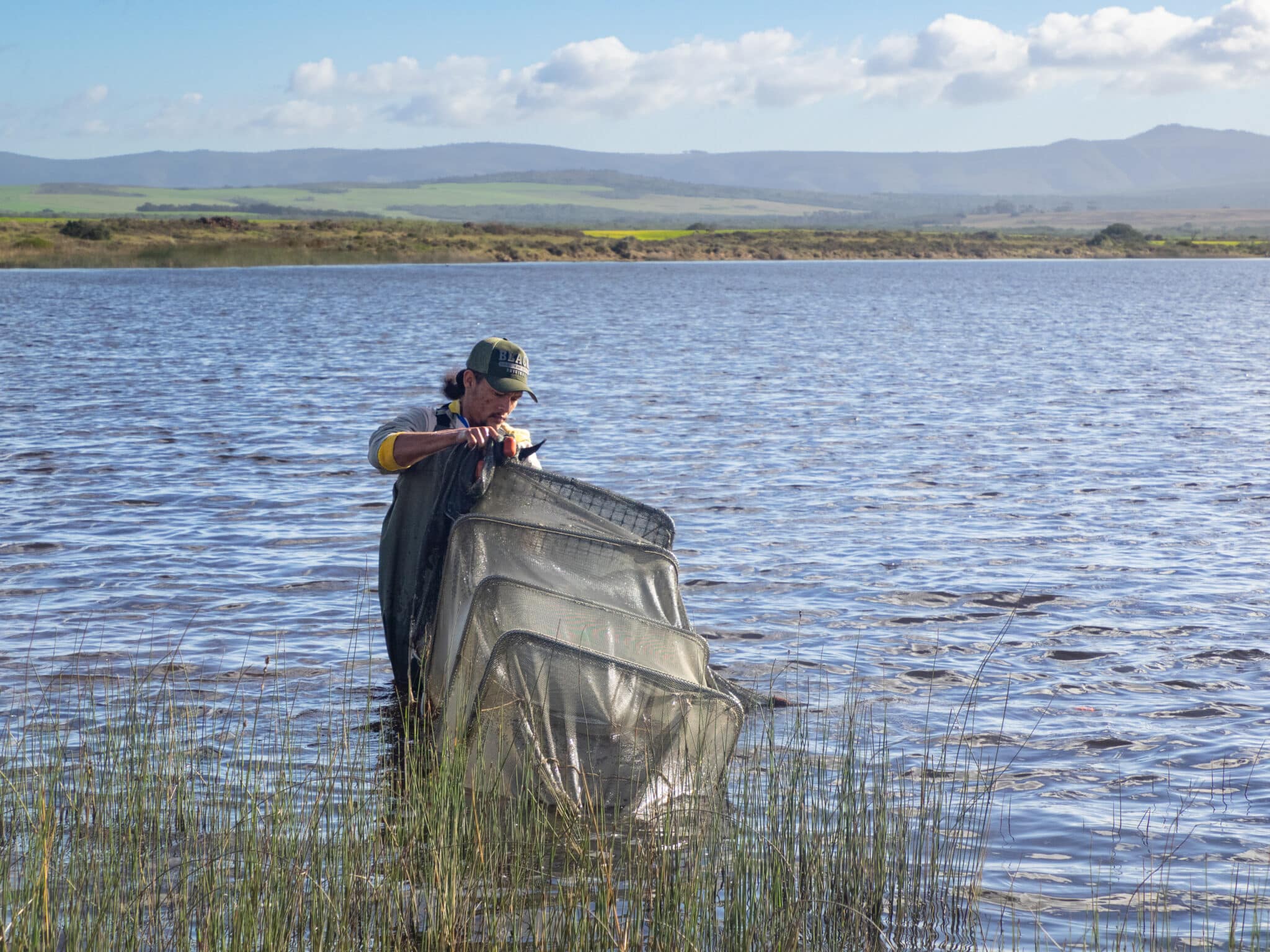 Saving South Africa’s rarest freshwater fish at the tip of Africa - Shoal